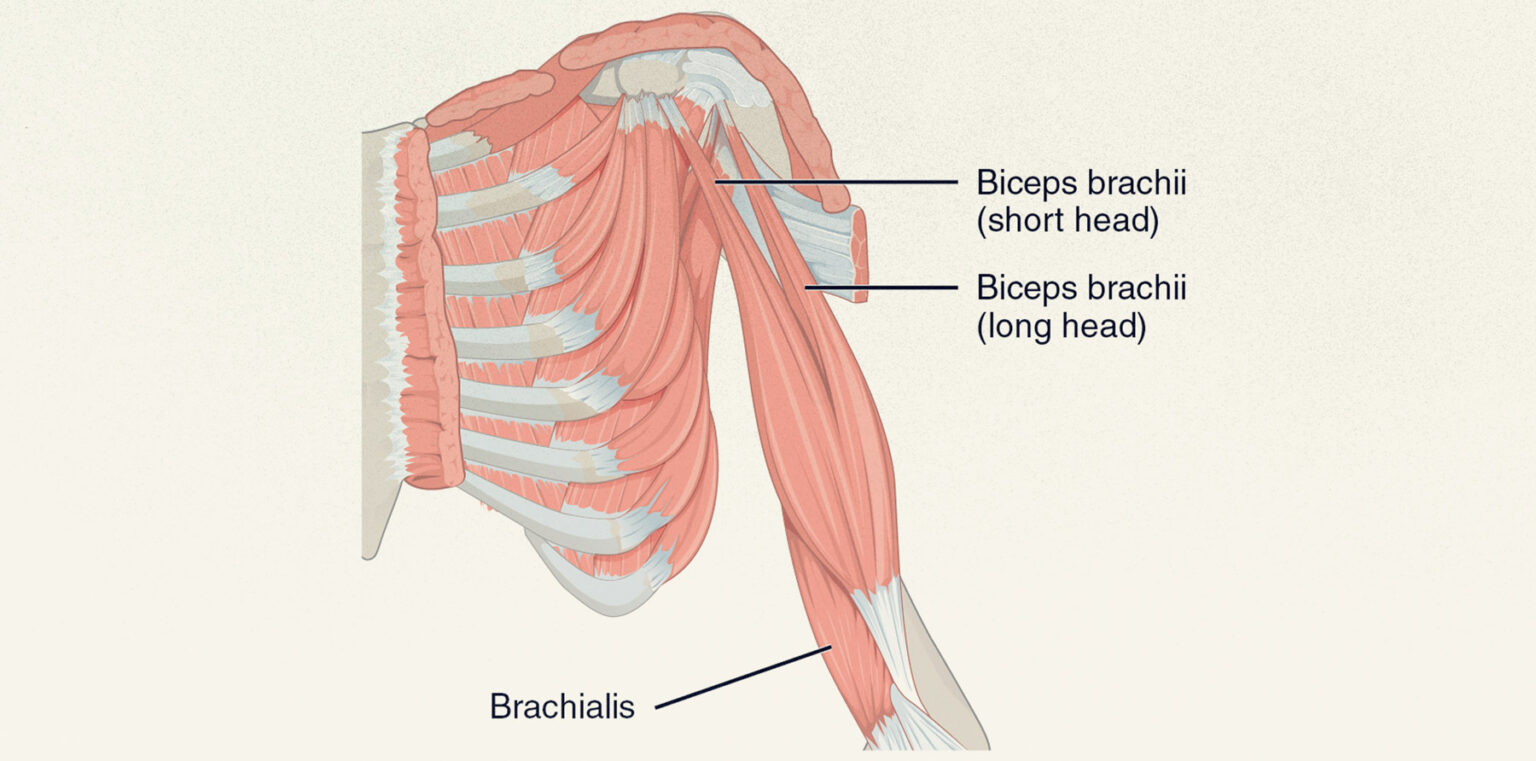 What exercises work the long head of the bicep? — Outlive