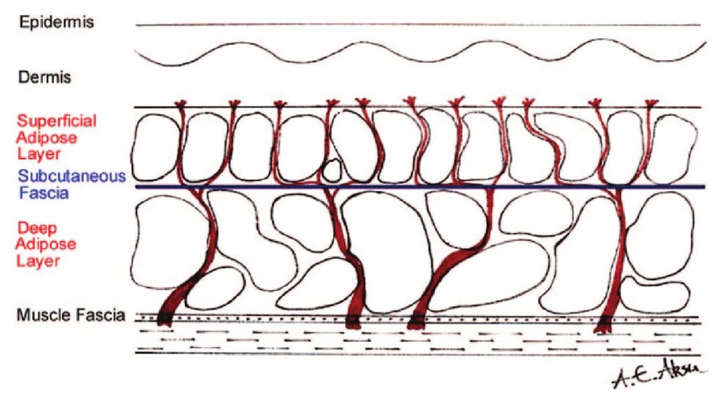 Why Does My Stomach Stick Out Even If I'm Not Fat? — Outlive